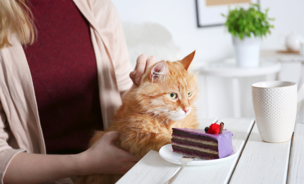 How Cat Friendly is Ireland? - Decs Pets