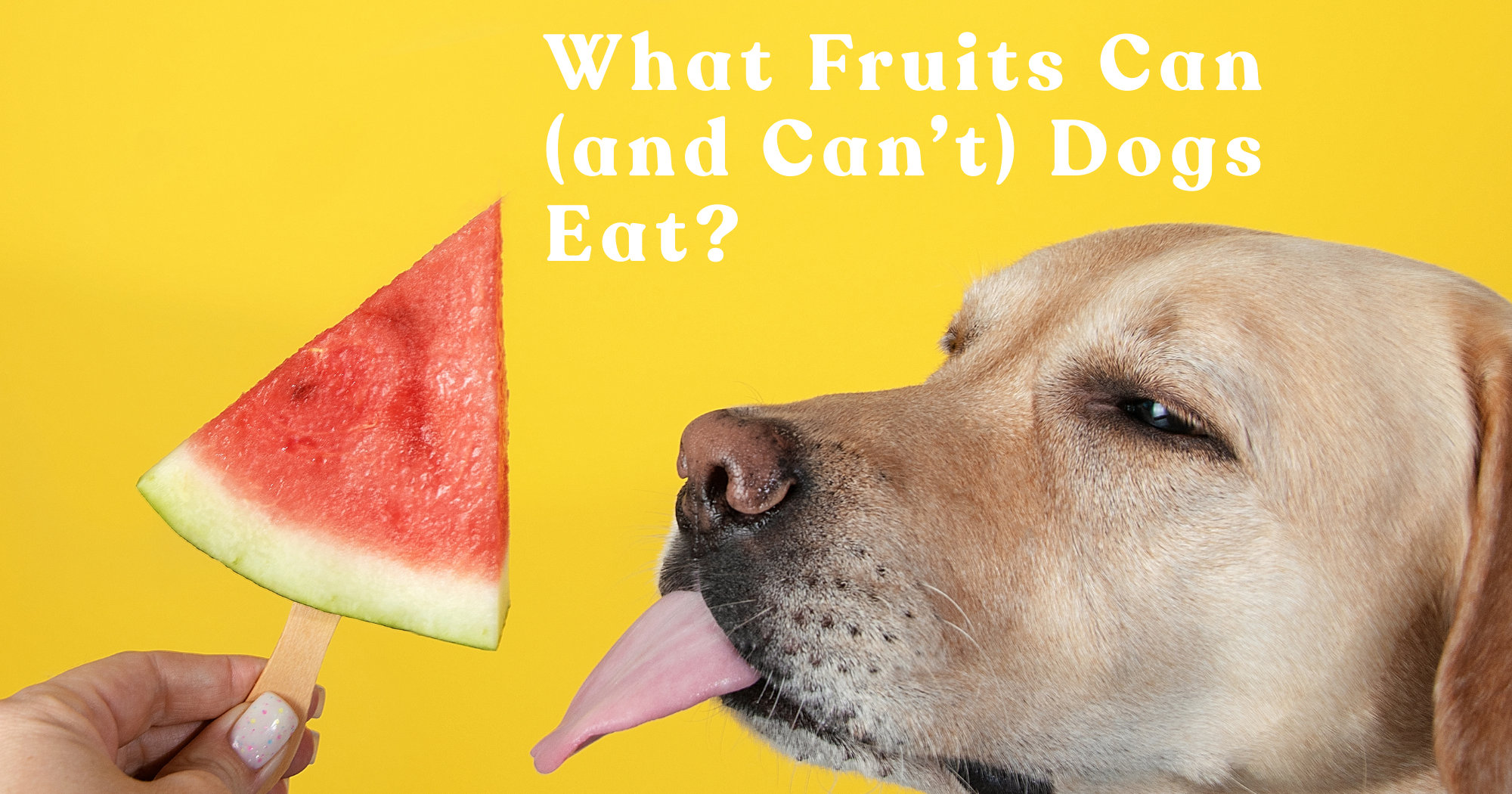 What Fruits Can (and Can’t) Dogs Eat? A Complete Guide for Pet Parents ...