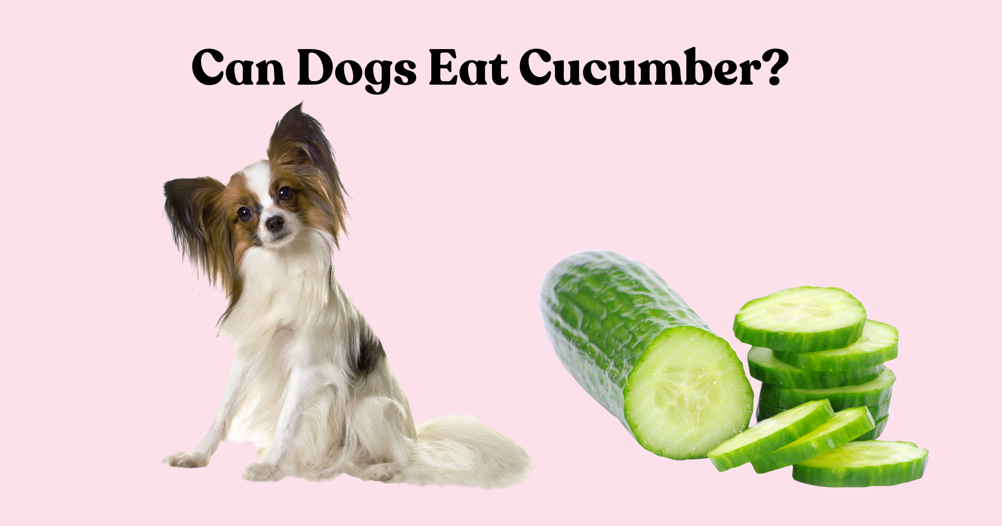 Can Dogs Eat Cucumber? | Dec's Pets