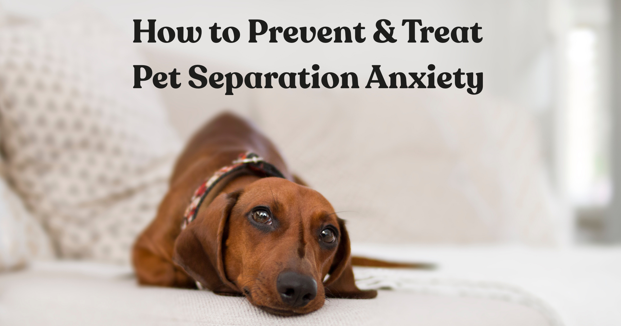 How to Prevent & Treat Pet Separation Anxiety | Dec's Pets