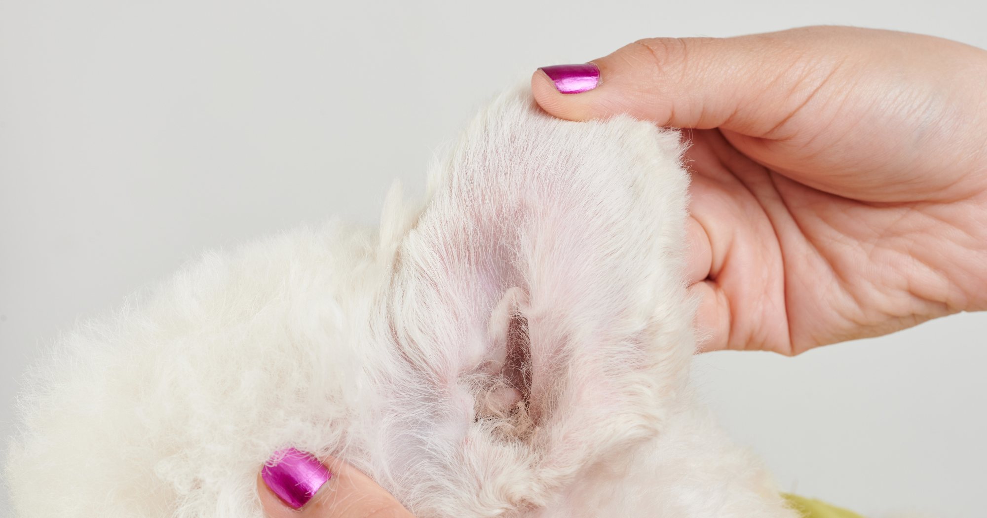 Dog Ear Cleaning Guide | Ear Care & Products | Dec’s Pets Ireland